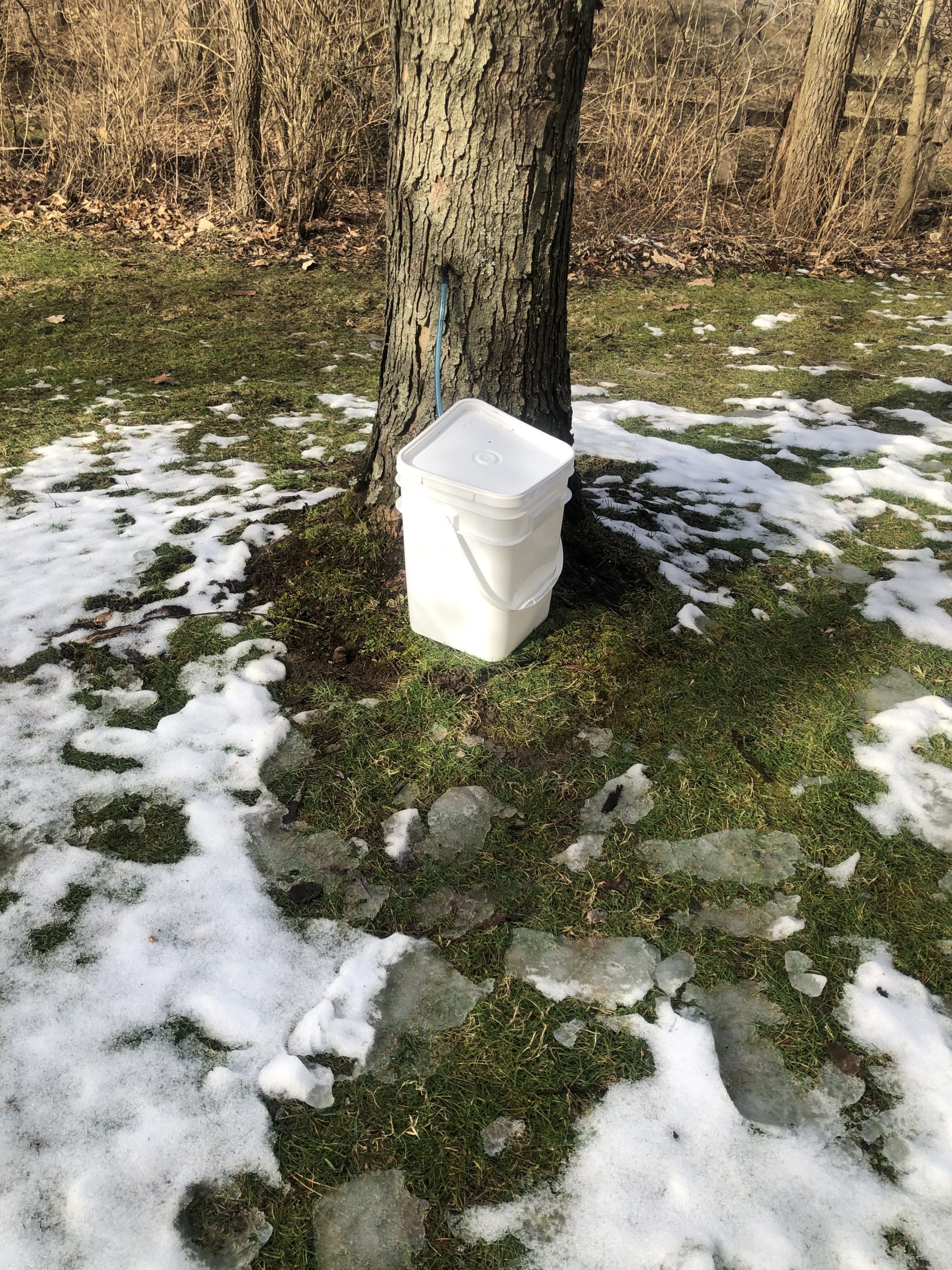 How Does Snow Affect Maple Sap Flow? And Other Sap Flow Intricacies ...